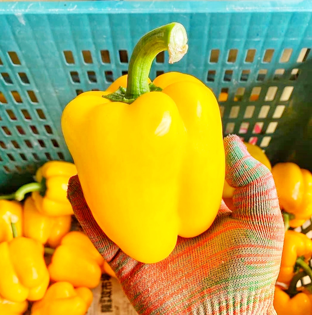 Ang Gong Gong 甜椒園