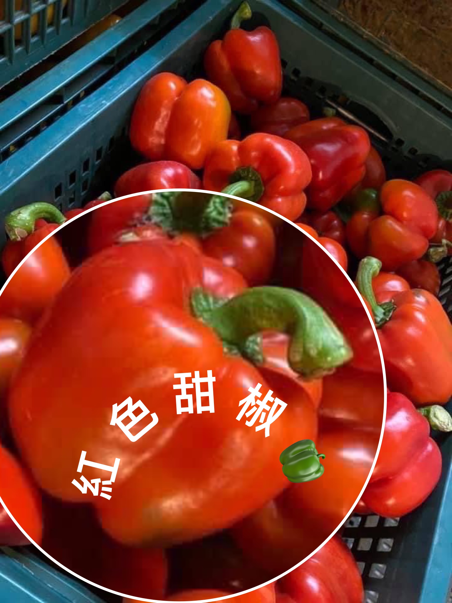 Ang Gong Gong 甜椒園